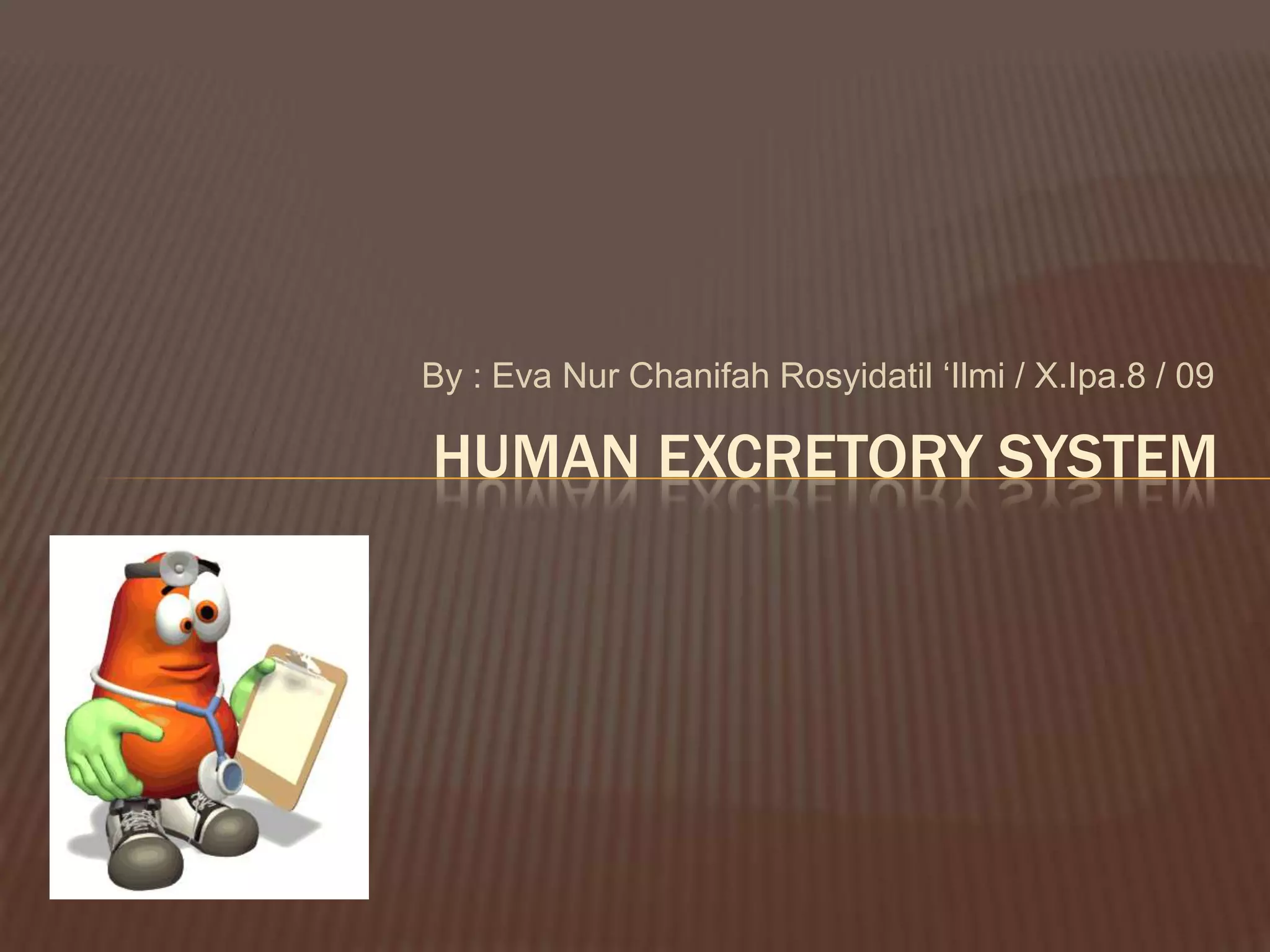Human Excretory System | PPT