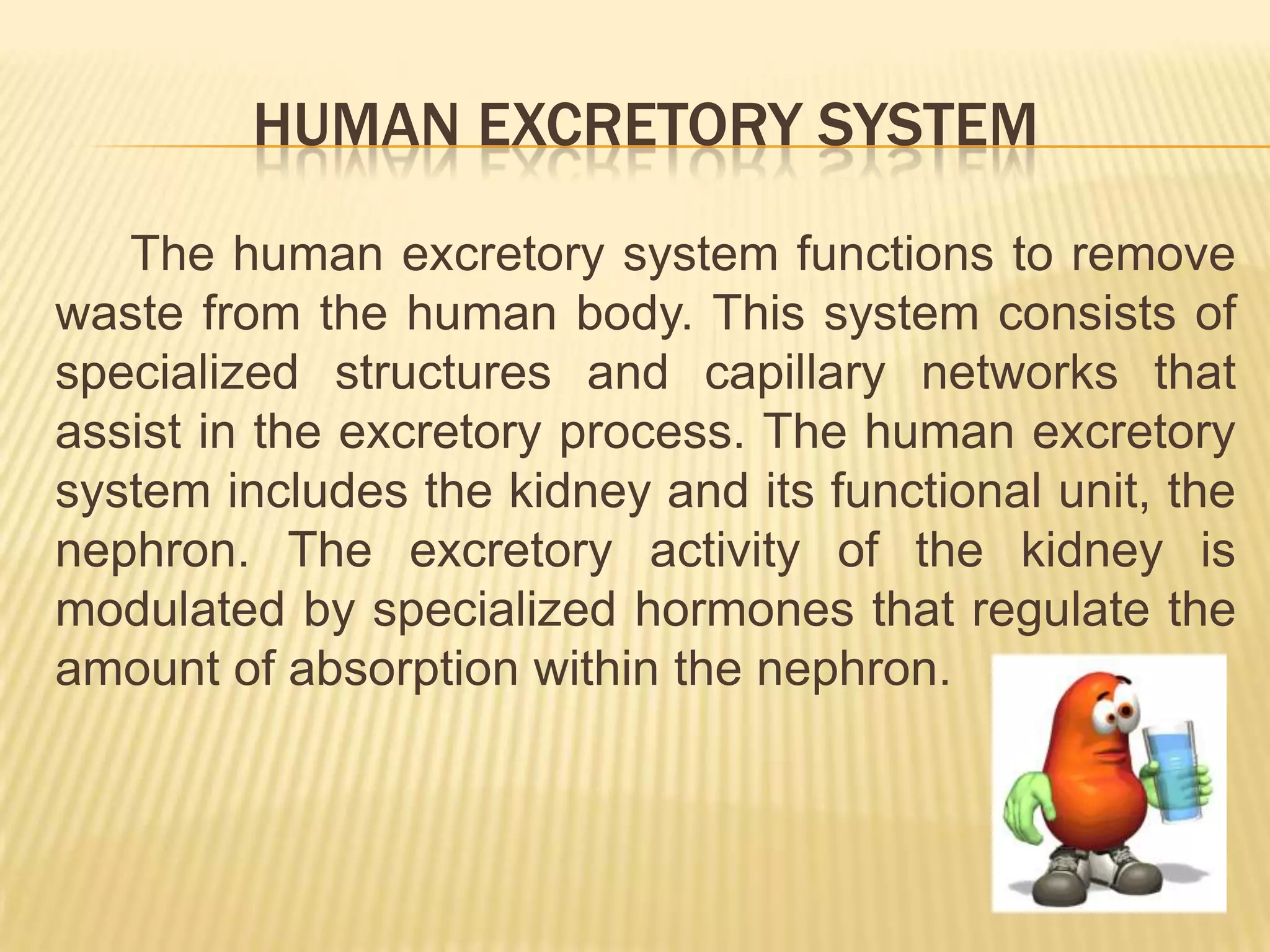 Human Excretory System | PPT