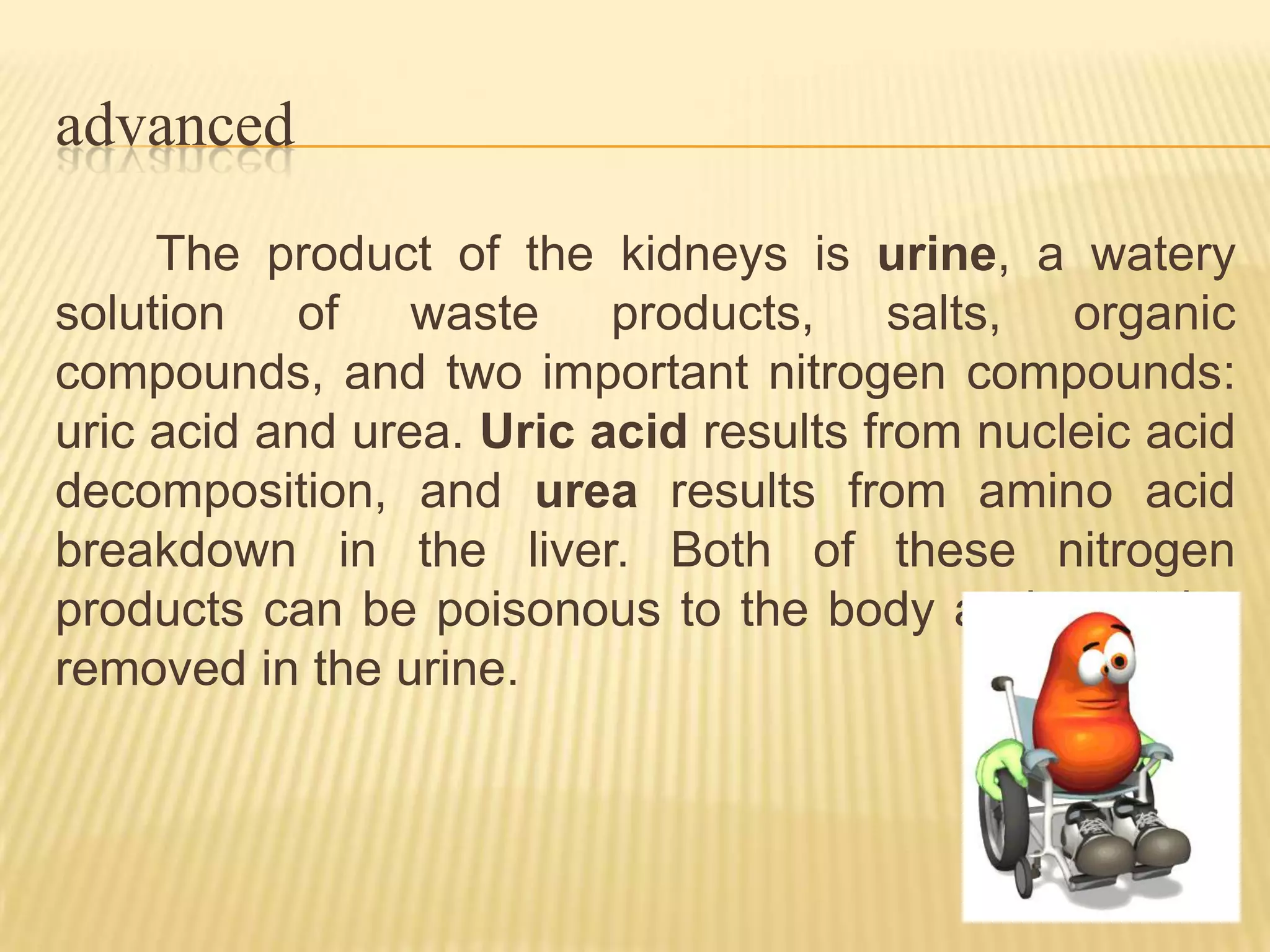 Human Excretory System | PPT