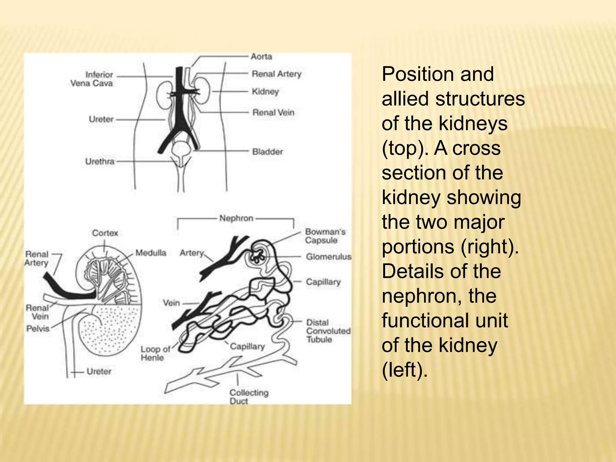 Human Excretory System | PPT