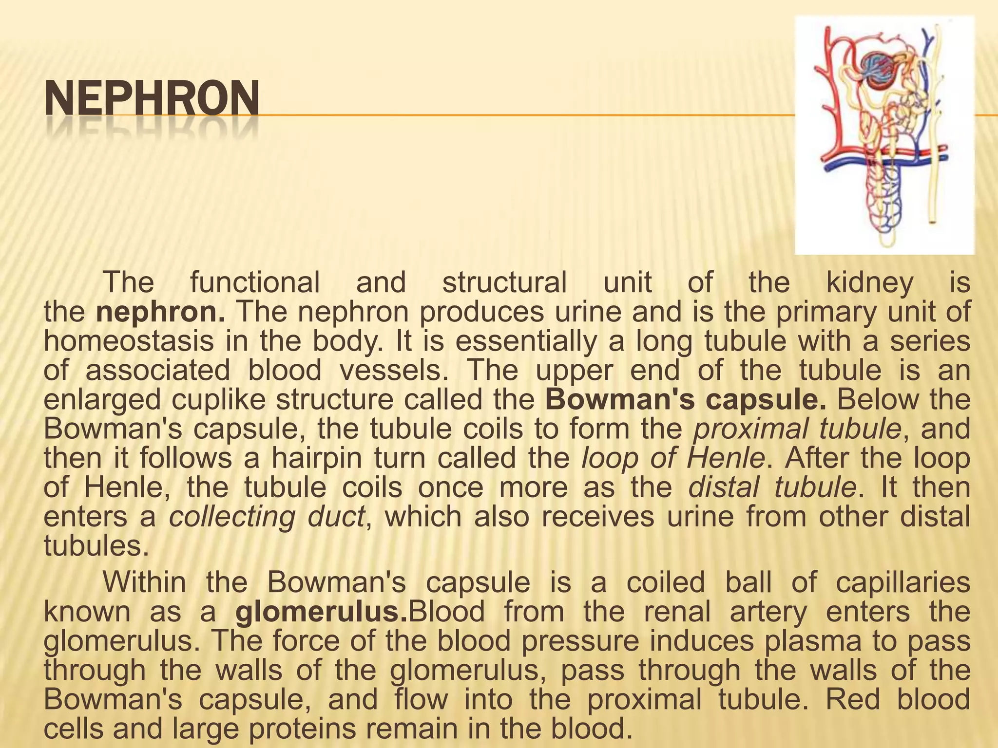 Human Excretory System | PPT