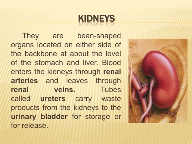 Human Excretory System | PPT