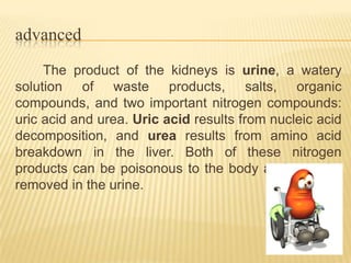 Human Excretory System | PPT