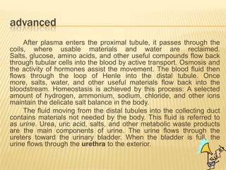 Human Excretory System | PPT