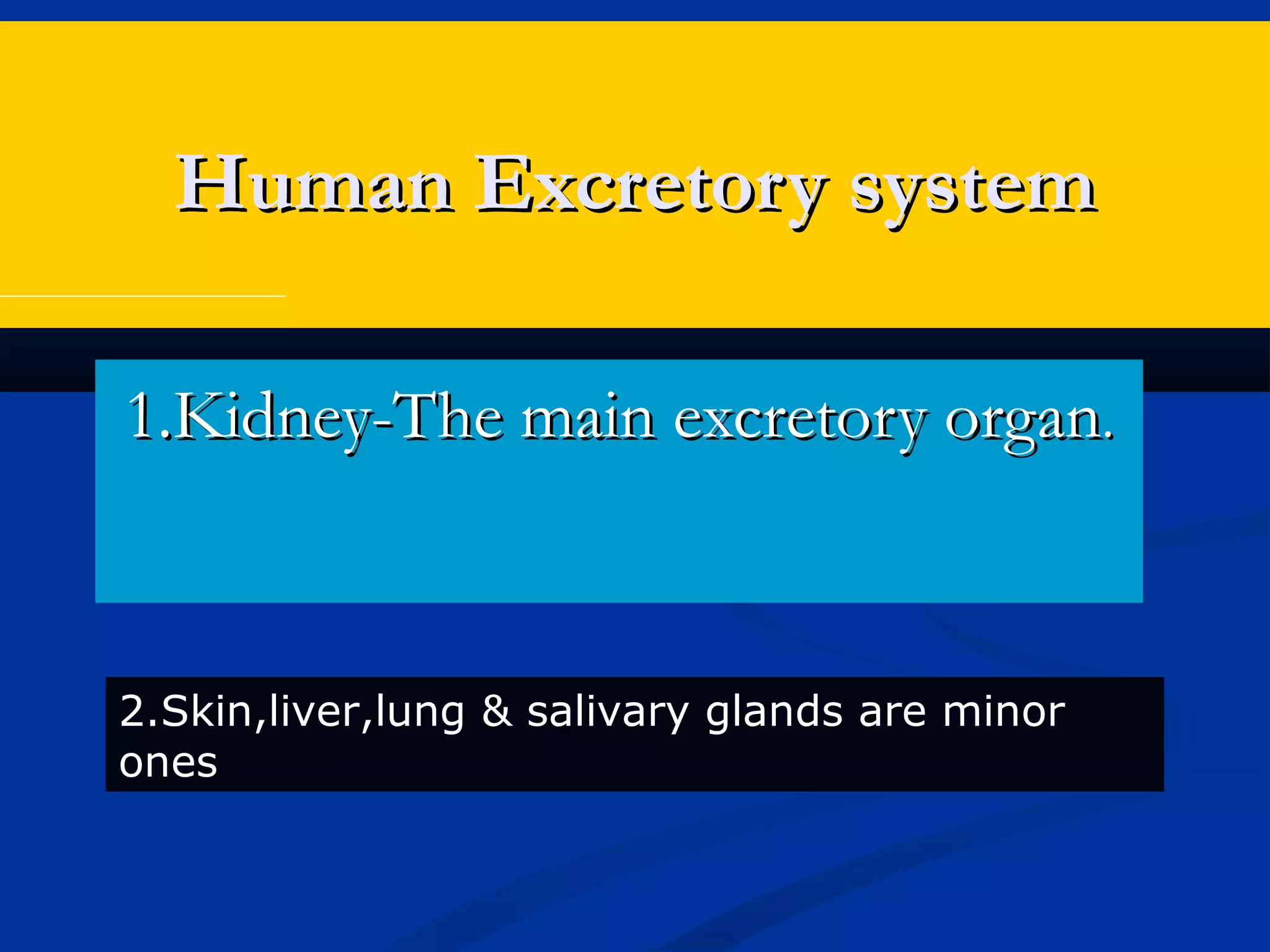 Human excretory system | PPT