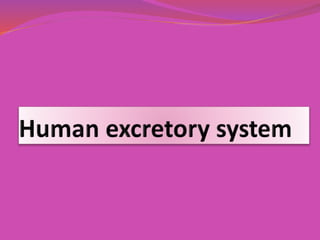 Human excretory system | PPT