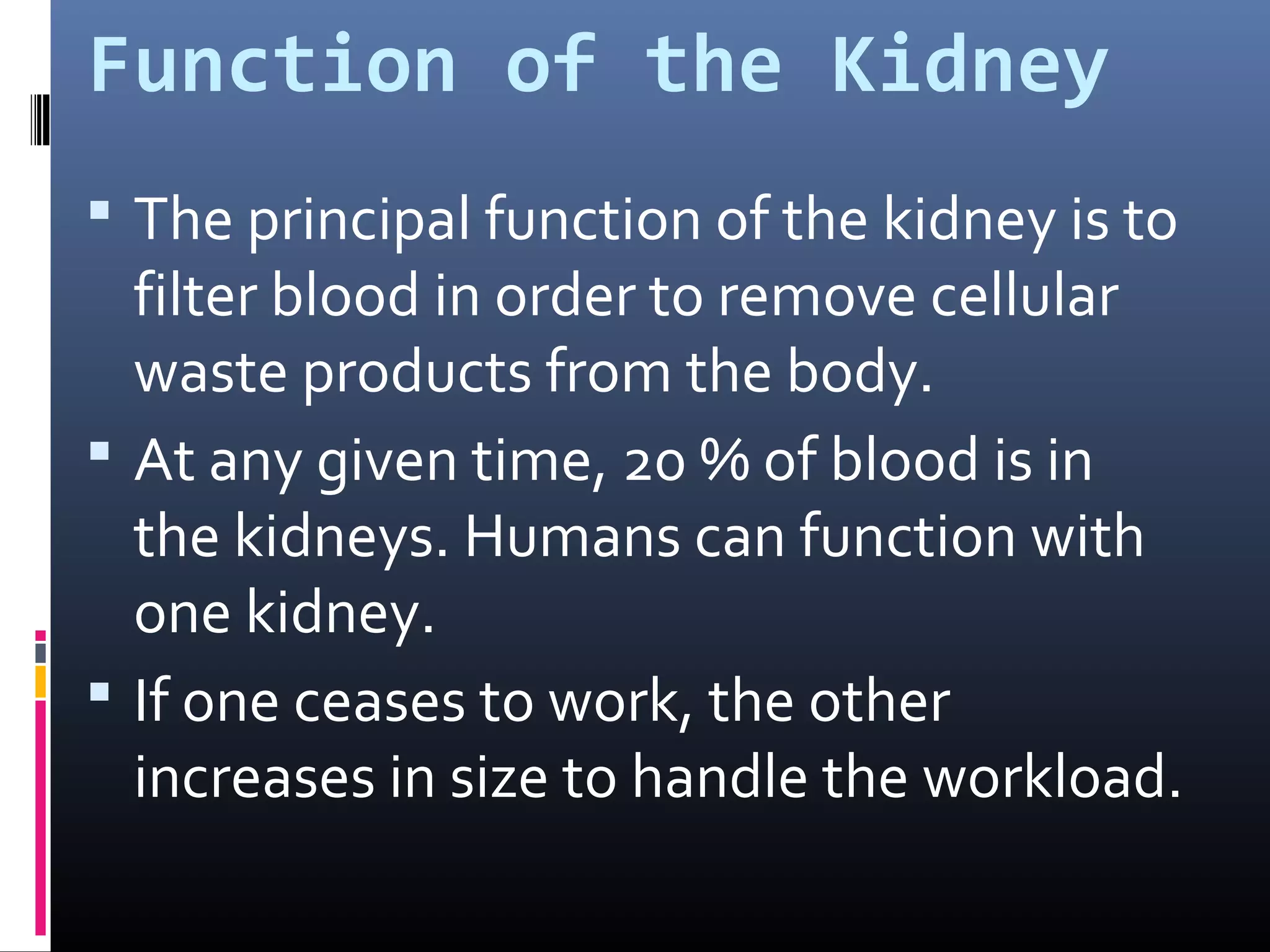Human excretory system | PPT
