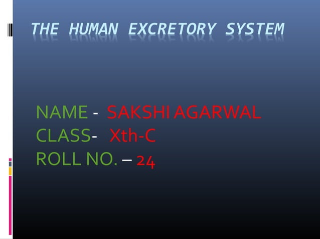 Human excretory system | PPT