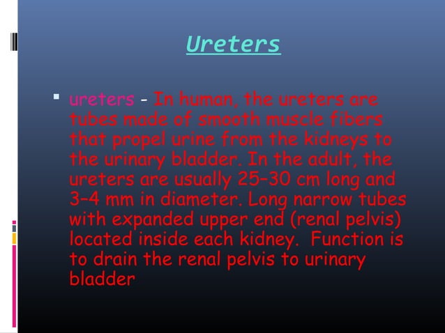 Human excretory system | PPT