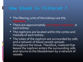 Human excretory system | PPT