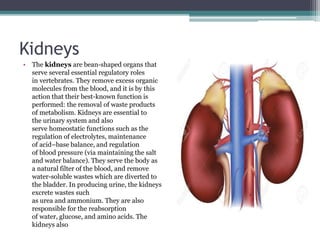 Human excretory system | PPTX