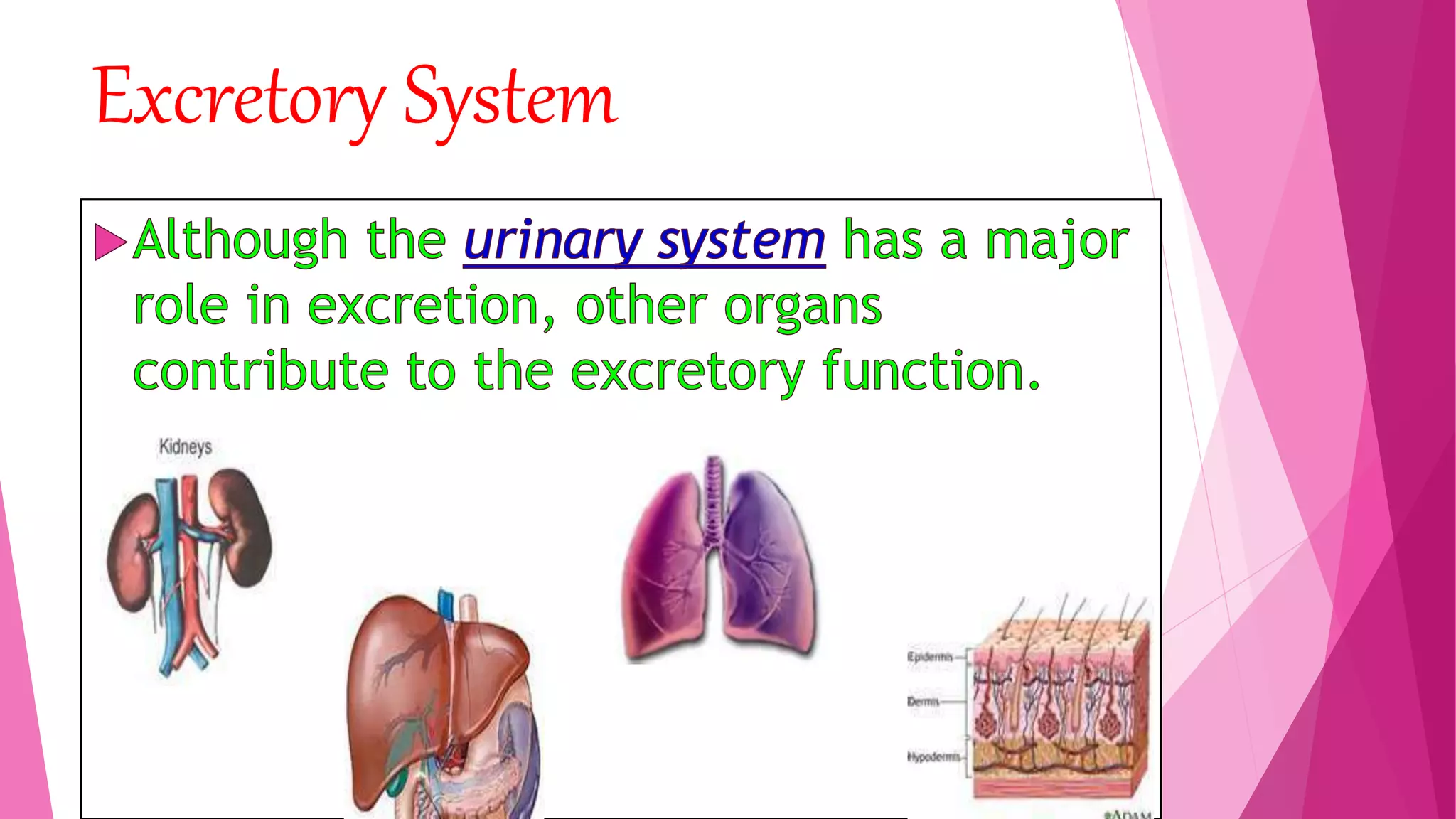 Human excretory system | PPT