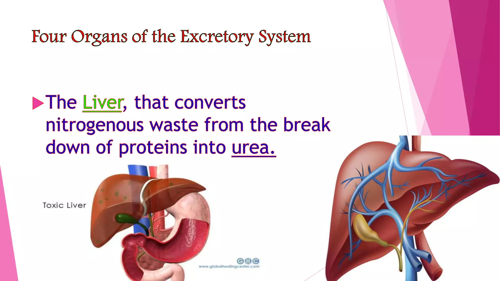 Human excretory system | PPT