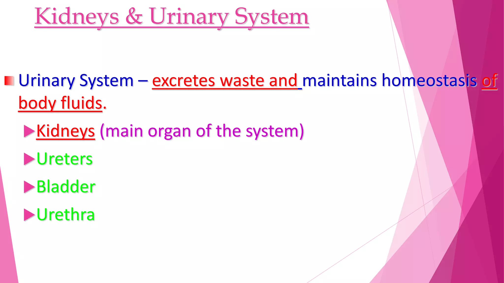 Human excretory system | PPT