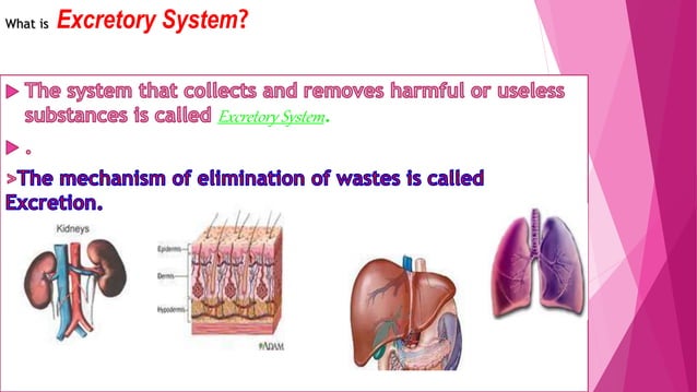 Human excretory system | PPT