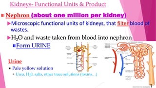 Human excretory system | PPT