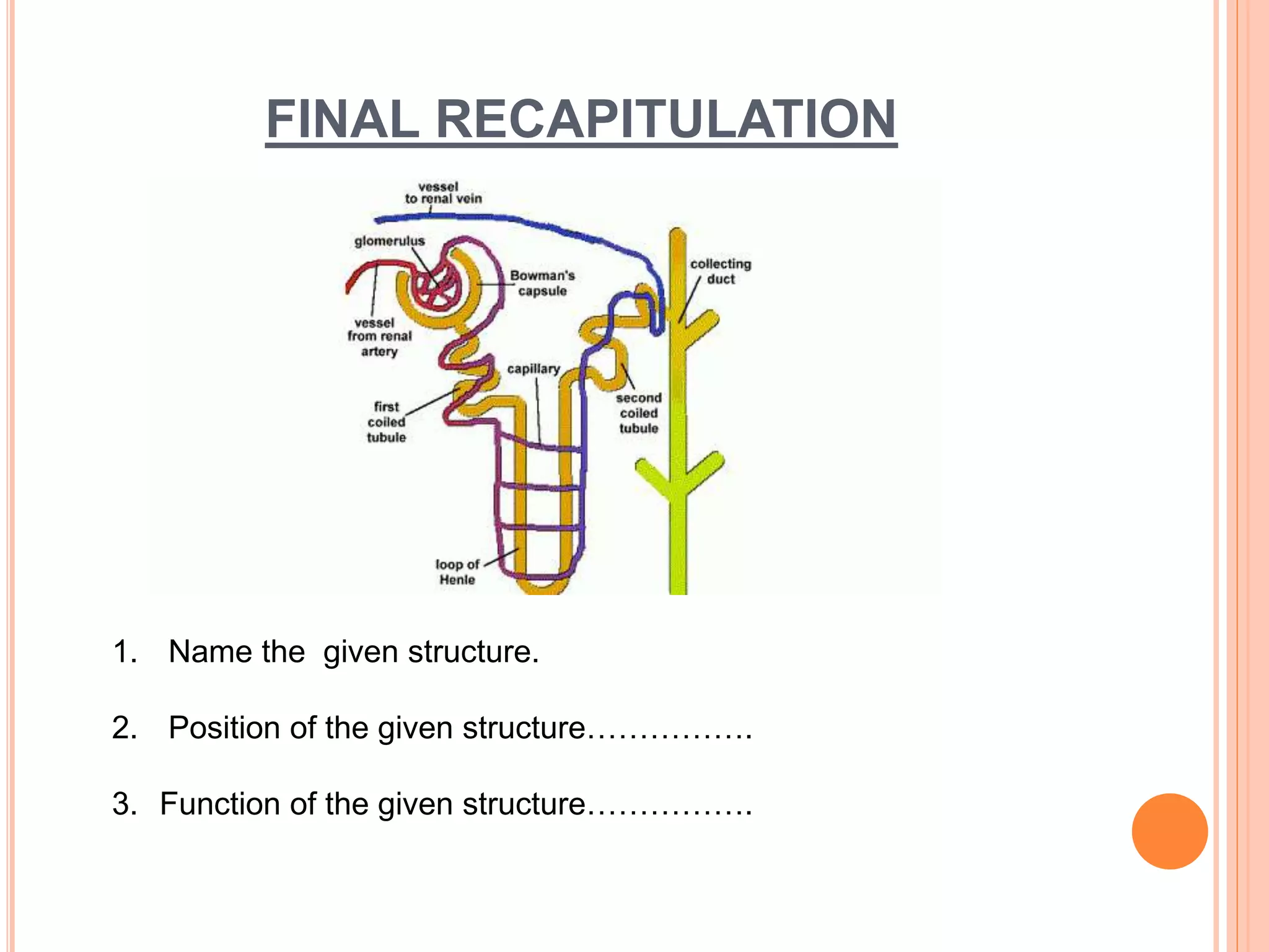 Human Excretory System Ppt