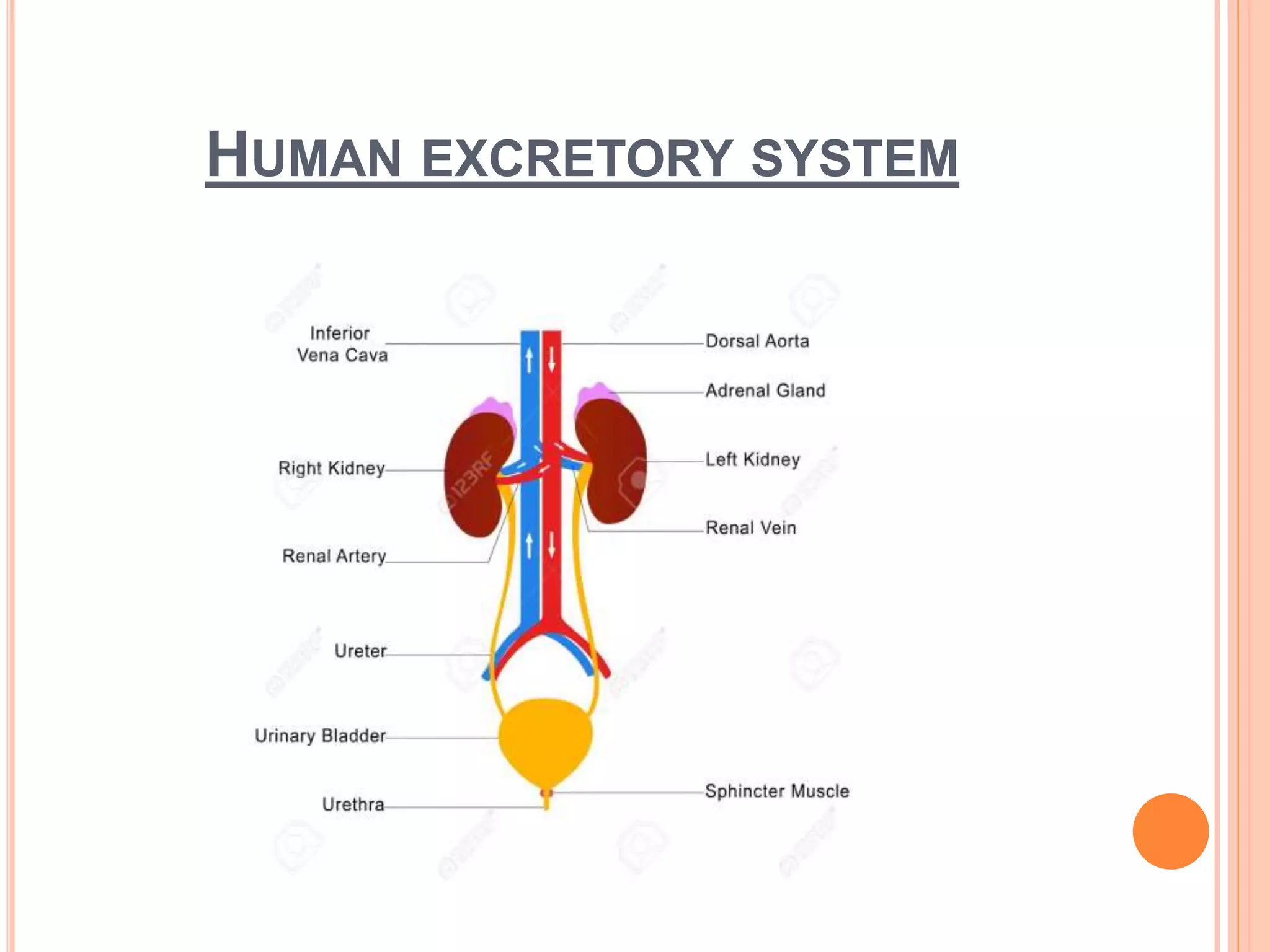 Human excretory system | PPTX | Endocrine and Metabolic Diseases ...