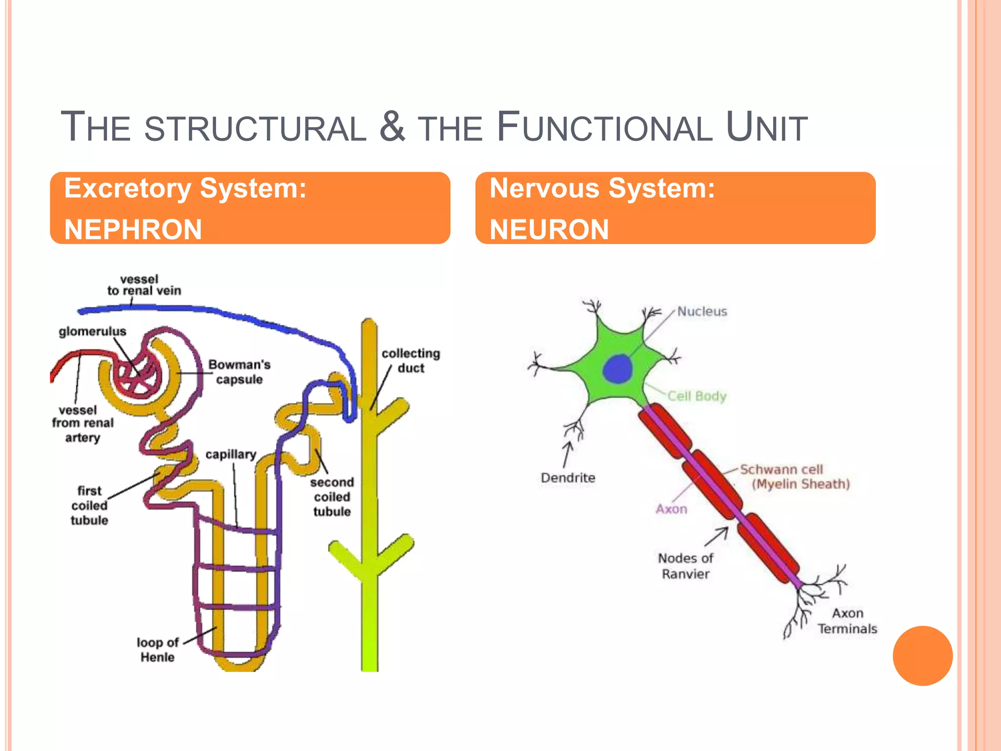 Human excretory system | PPTX | Endocrine and Metabolic Diseases ...