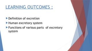 HUMAN EXCRETORY SYSTEM.pptx class 10 biology | PPTX