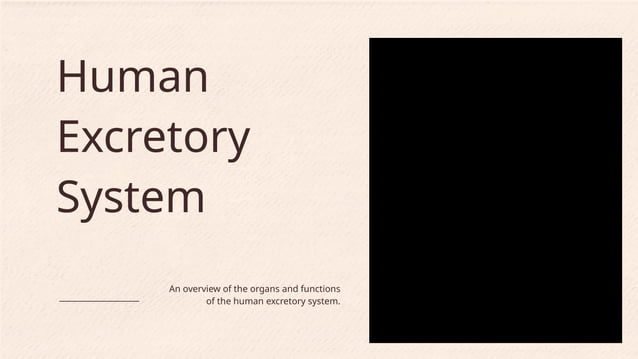 Human Excretory System.pptx............. | PPTX