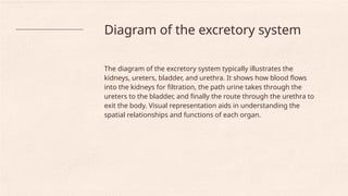 Human Excretory System.pptx............. | PPTX