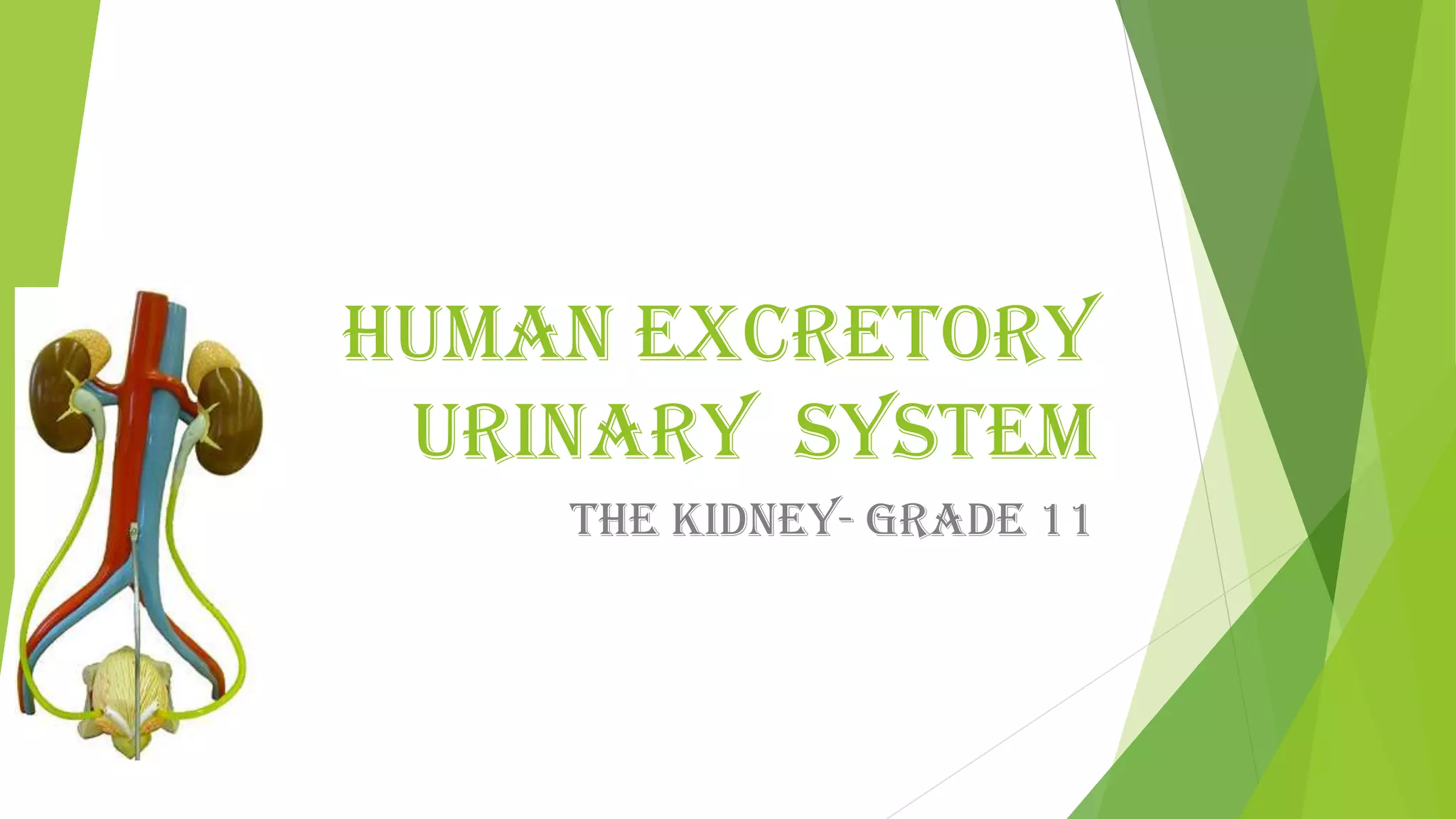 Human urinary excretory system | PPT