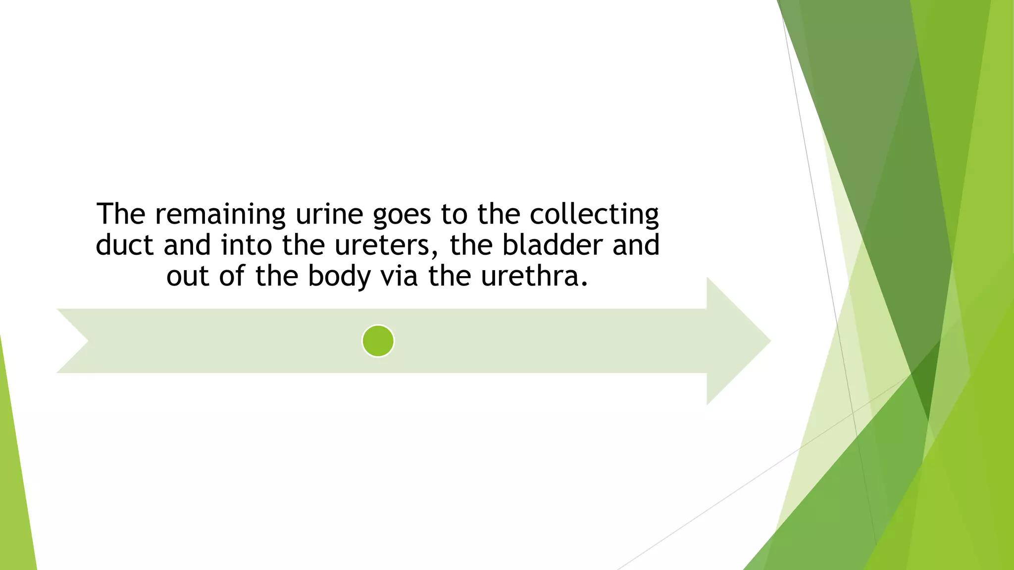 Human urinary excretory system | PPT