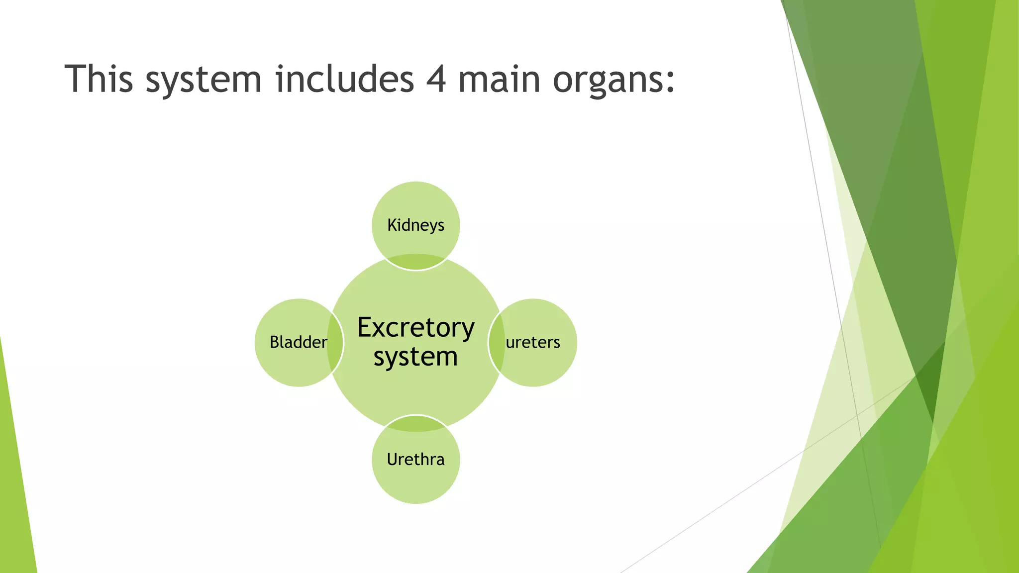 Human urinary excretory system | PPT