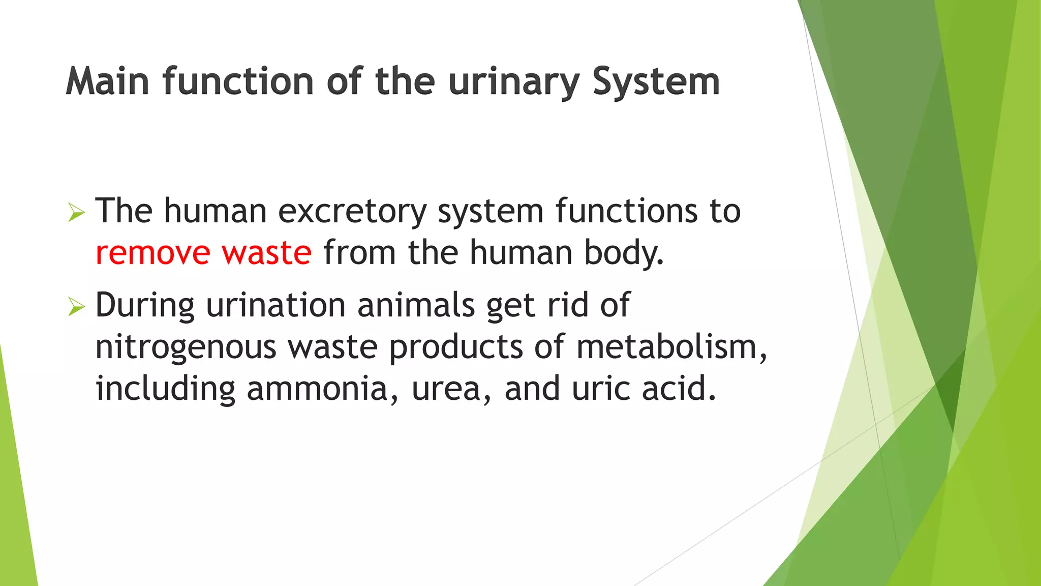 Human urinary excretory system | PPT