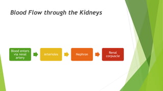 Human urinary excretory system | PPT