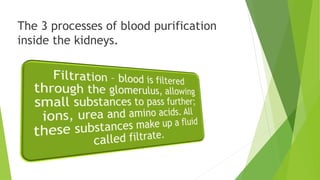 Human urinary excretory system | PPT