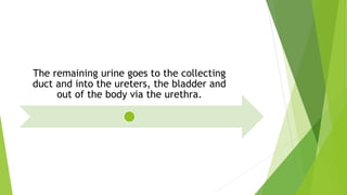 Human urinary excretory system | PPT