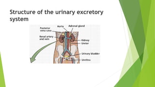 Human urinary excretory system | PPT