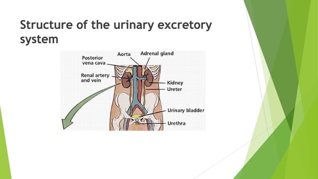 Human urinary excretory system | PPT
