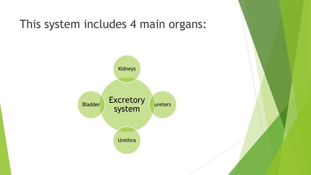 Human urinary excretory system | PPT