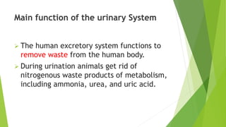 Human urinary excretory system | PPT