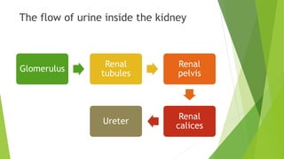 Human urinary excretory system | PPT
