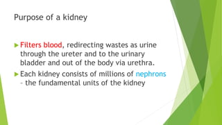 Human urinary excretory system | PPT