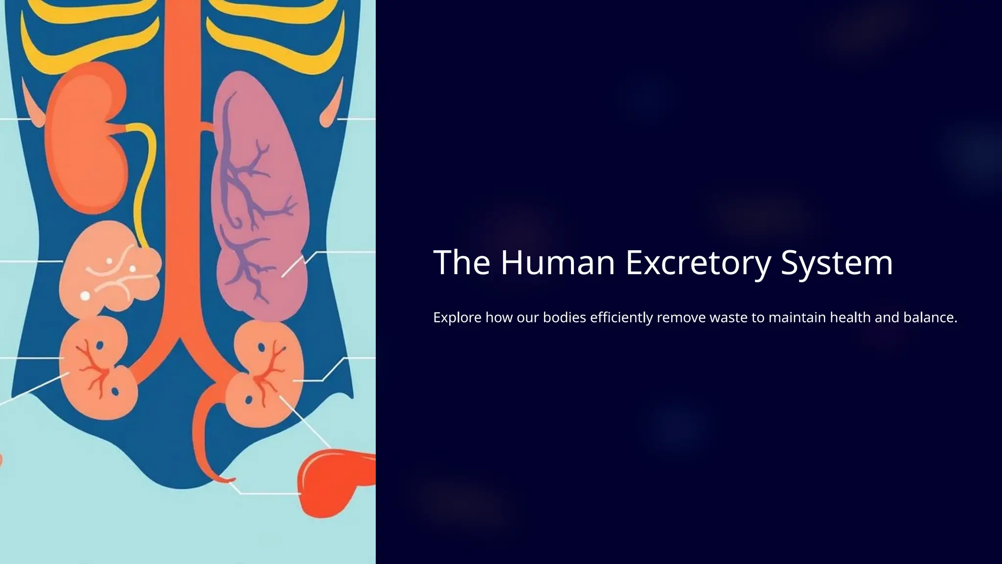 Human Excretory System Junior High School.pptx