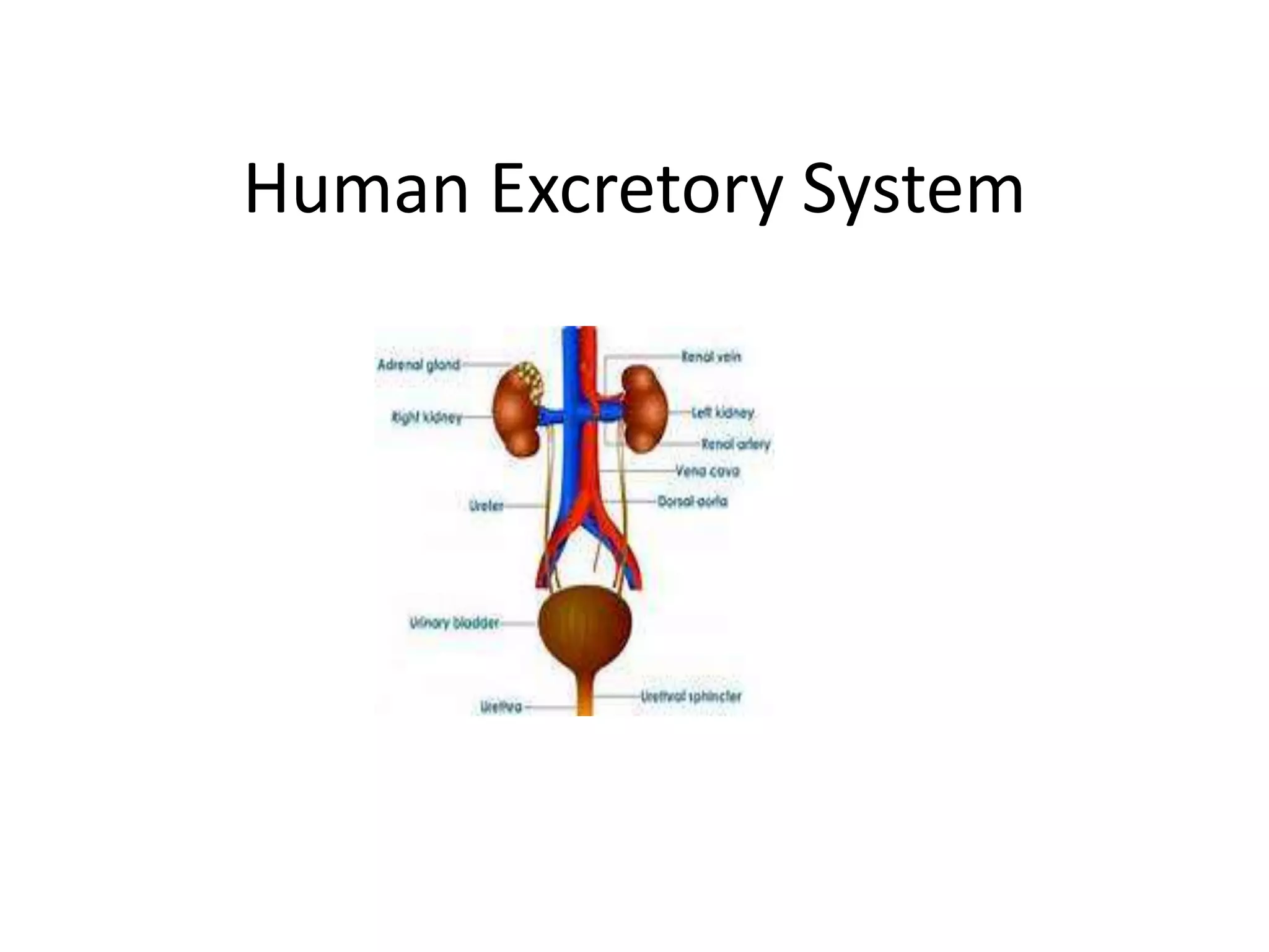 Human excretory system | PPT