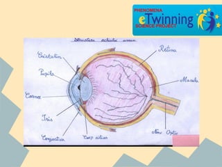 Human eye | PPT