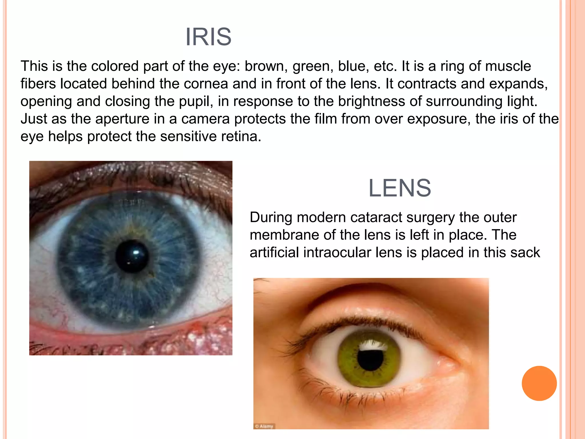 Human eye care and defects | PPTX