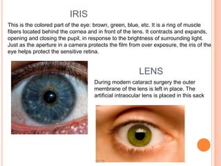 Human eye care and defects | PPTX