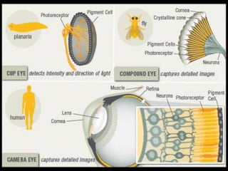 Human eye | PPT