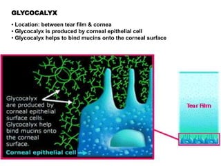 Human Eye | PPTX | Eye and Vision Conditions | Diseases and Conditions