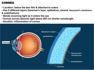 Human Eye | PPTX | Eye and Vision Conditions | Diseases and Conditions