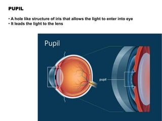Human Eye | PPTX | Eye and Vision Conditions | Diseases and Conditions