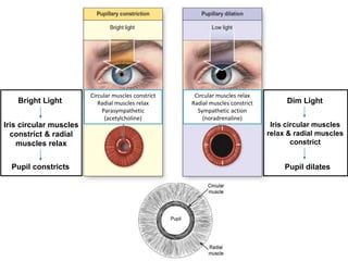 Human Eye | PPTX | Eye and Vision Conditions | Diseases and Conditions