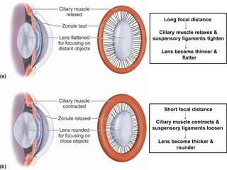 Human Eye | PPTX | Eye and Vision Conditions | Diseases and Conditions